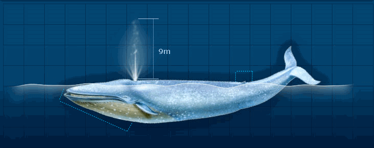 baleia azul - Ponto Biologia