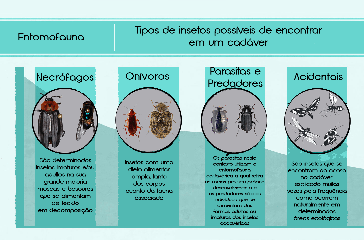 Csi Da Vida Real Conheça A Entomologia Forense Ponto Biologia