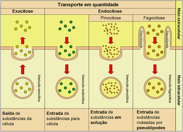 Endocitose Exocitose G Ponto Biologia
