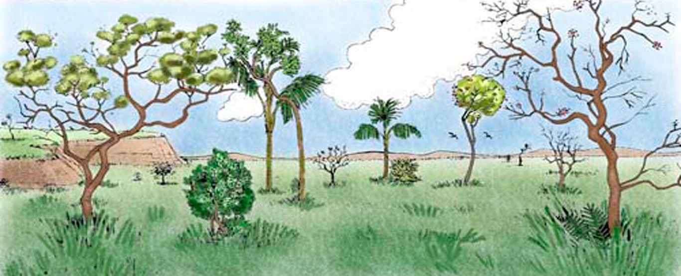 Cerrado Conheça O Bioma Da Biodiversidade Ponto Biologia