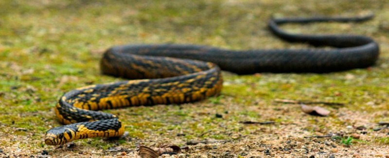 Como as serpentes se locomovem? - Ponto Biologia