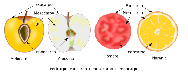 partes-del-fruto - Ponto Biologia